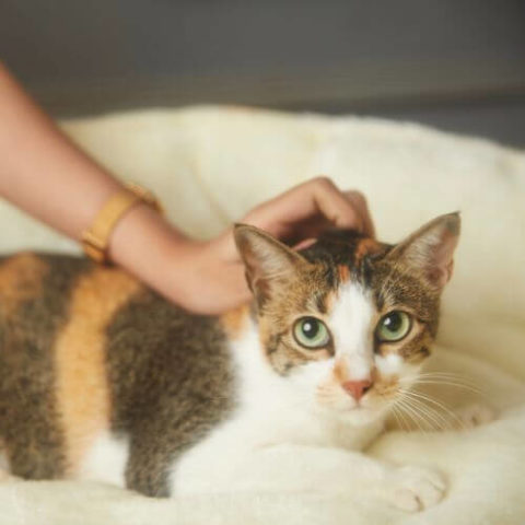 Best Veterinary Hospital In Peyton, CO | Falcon Family Vet