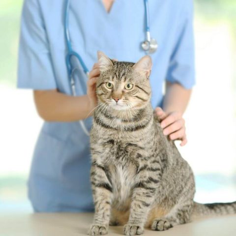 Best Veterinary Hospital In Peyton, CO | Falcon Family Vet