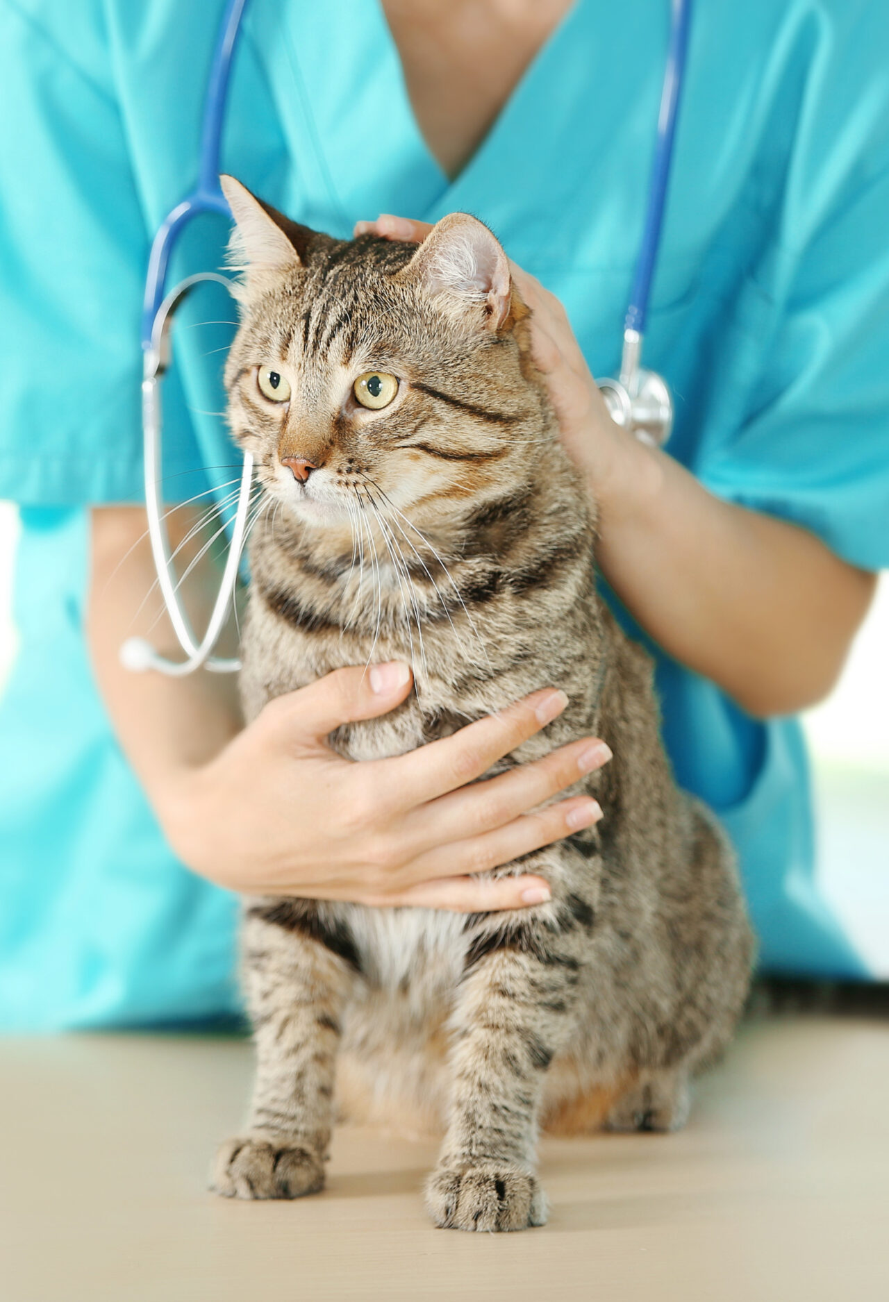 Pet Diagnostics In Peyton, CO 80831 | Falcon Family Vet